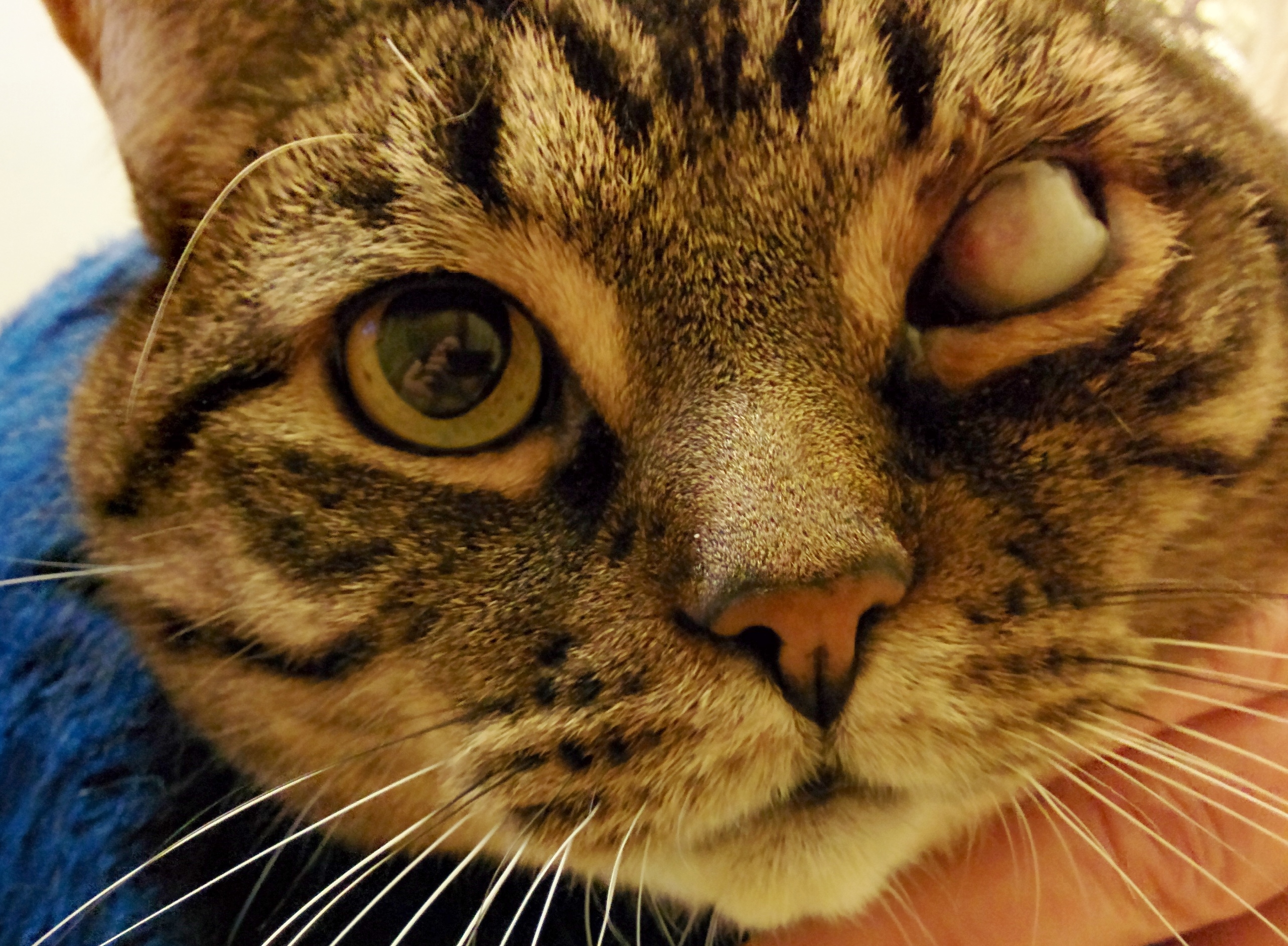 My Cat Has A Cold Sore On Her Lip Arielle Cisneros My Cat Has A Cold Sore On Her Lip Arielle Cisneros